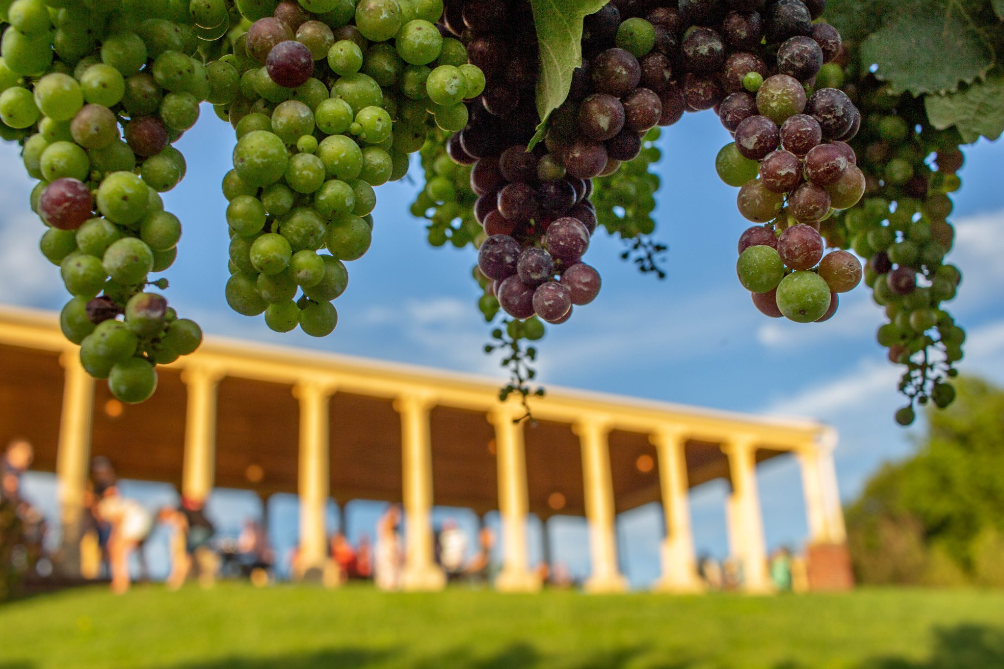 Grand River Valley Winery Spotlight: South River Vineyards – Lilacs ...